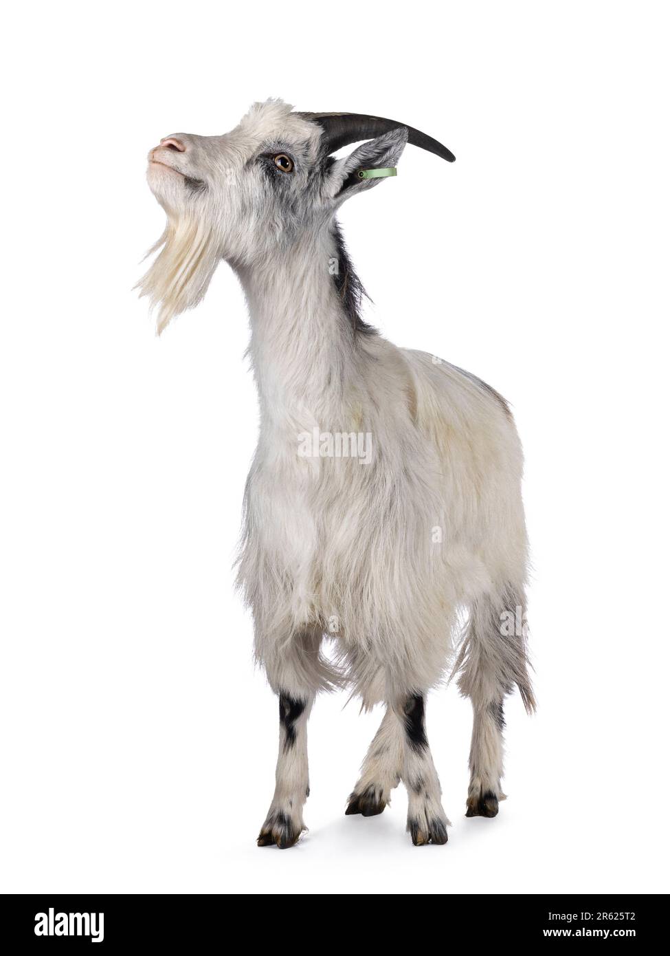 Sweet almost smiling white Dutch landrace goat, standing facing front ...