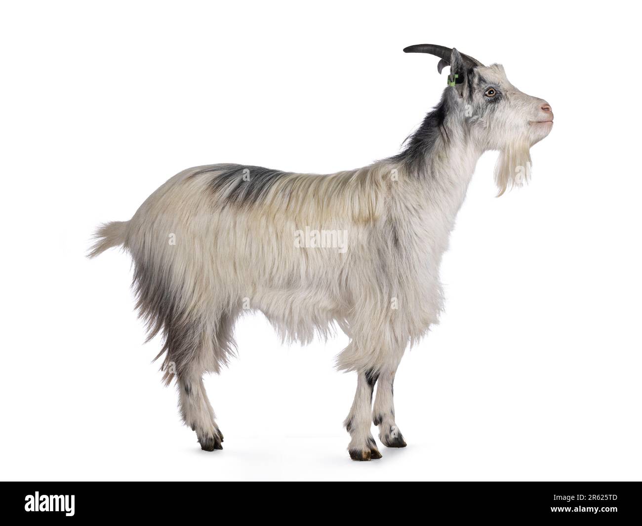 Sweet almost smiling white Dutch landrace goat, standing side ways ...