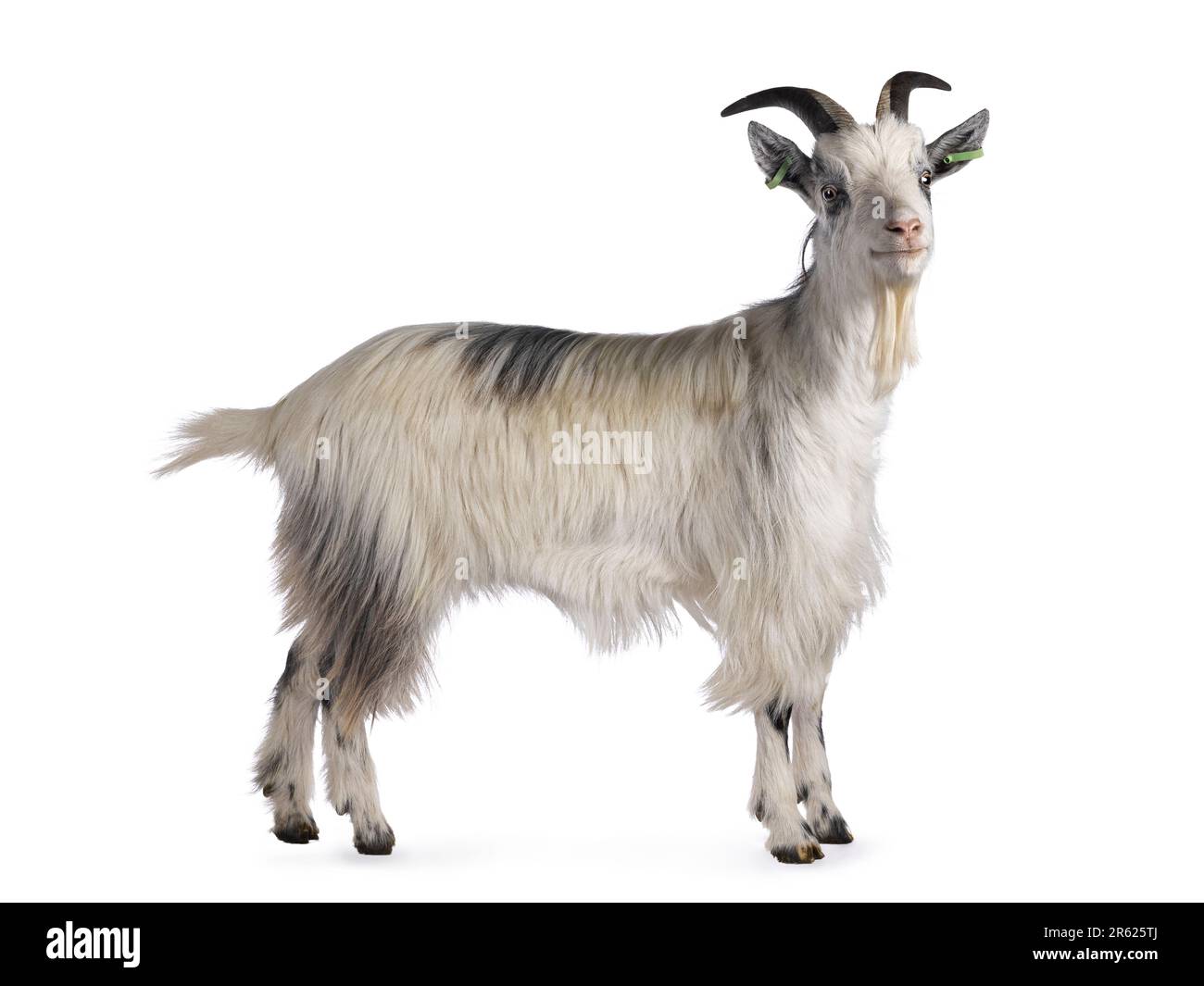 Sweet almost smiling white Dutch landrace goat, standing side ways ...