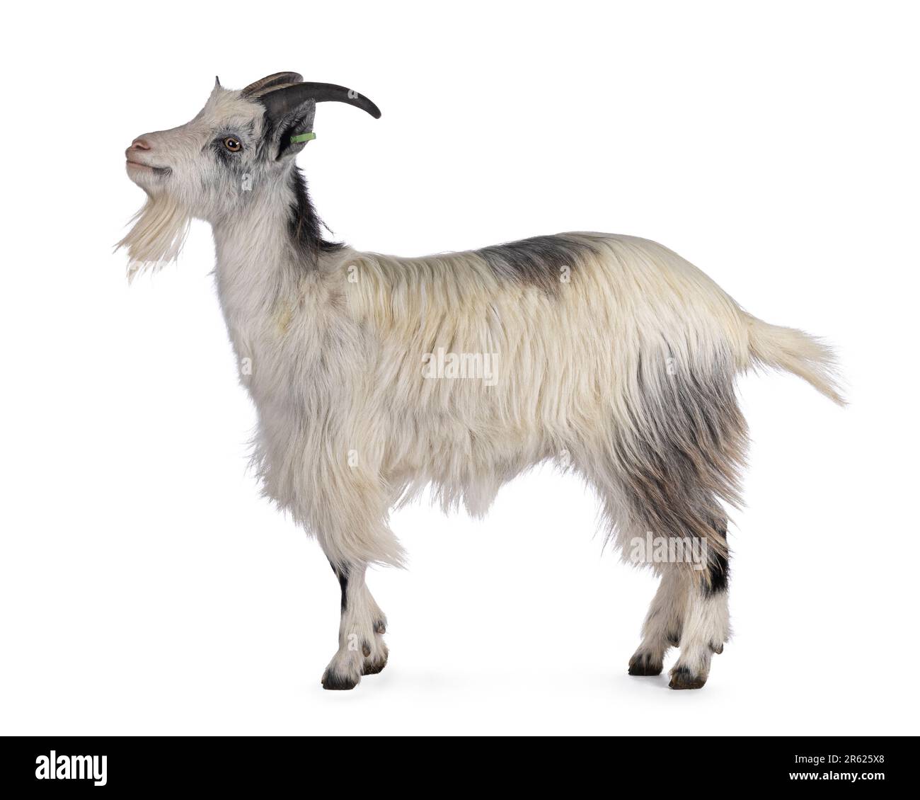 Sweet almost smiling white Dutch landrace goat, standing side ways ...
