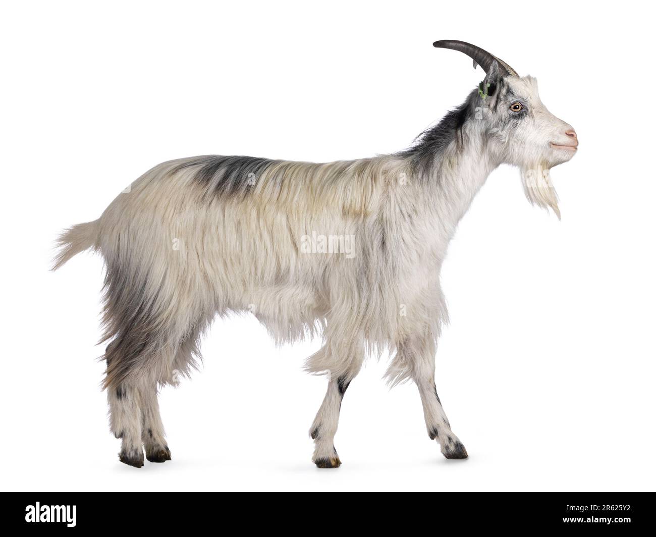 Sweet almost smiling white Dutch landrace goat, standing side ways ...