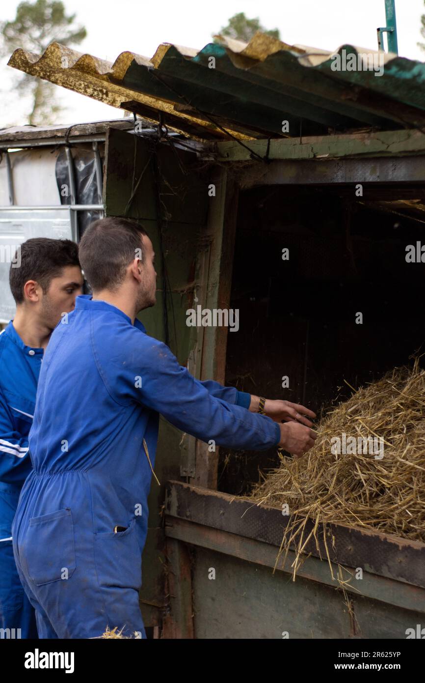 Two men are getting ready to load hay into a truck Stock Photo - Alamy