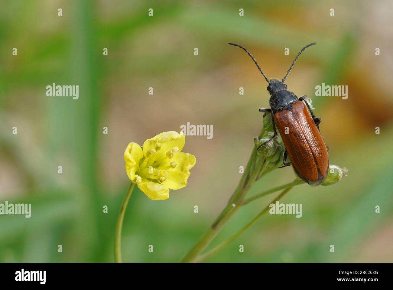 Natural closeup on a Mediterranean brown colored comb-clawed beetle ...