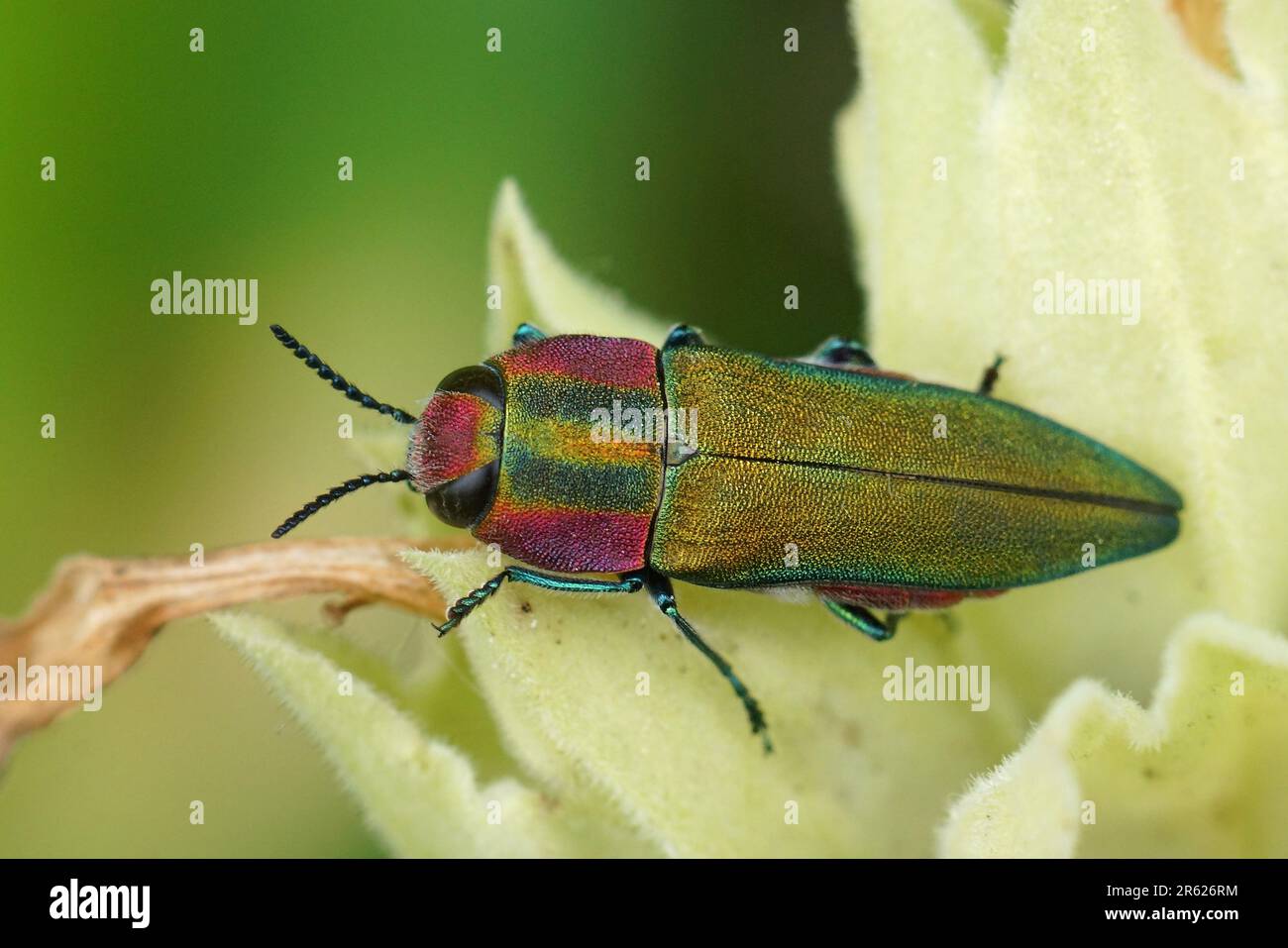 Natural closeup on a colorful green and red metallic jewel beetle ...