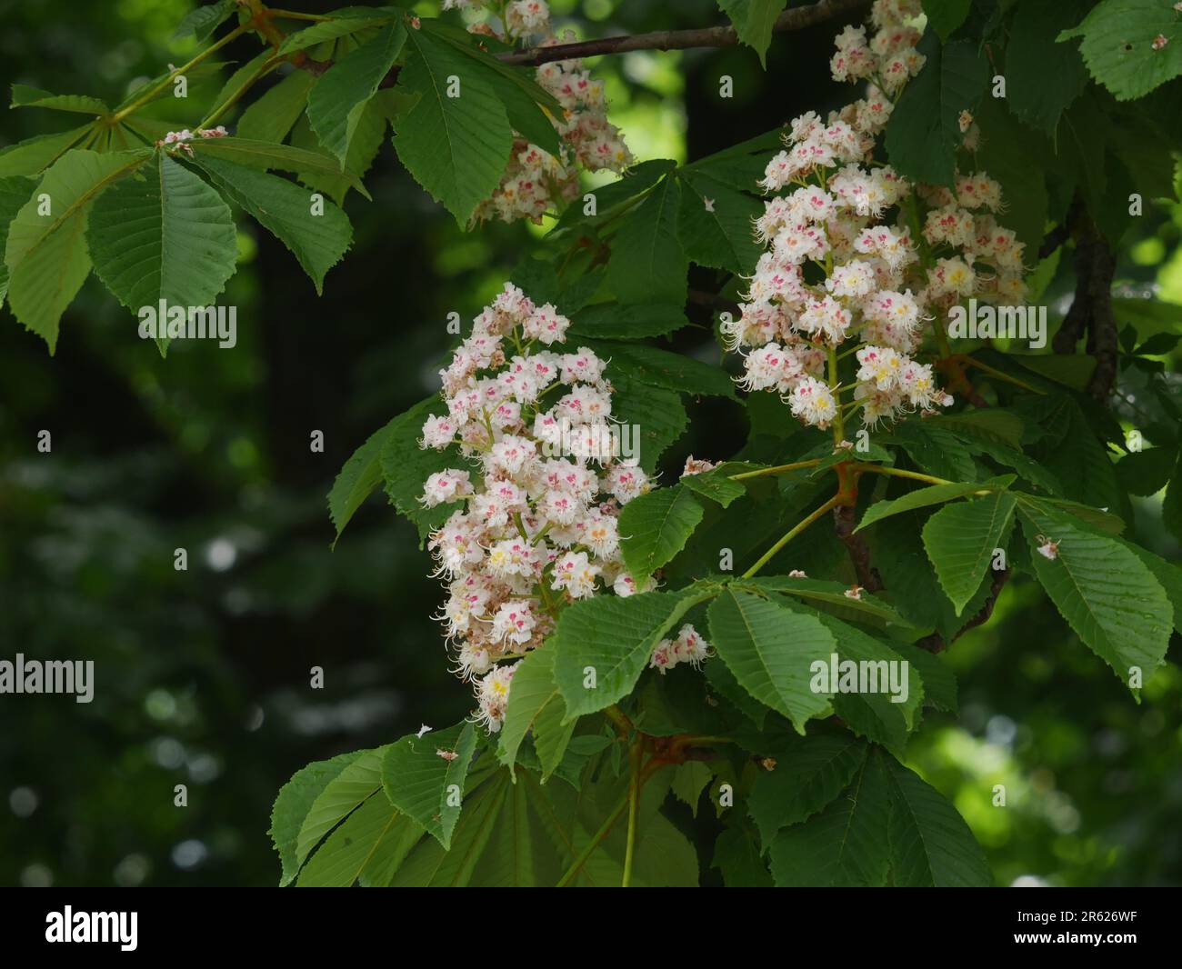 Aesculus hippocastanum (horse cestnut) in Cetinje, Montenegro Stock ...