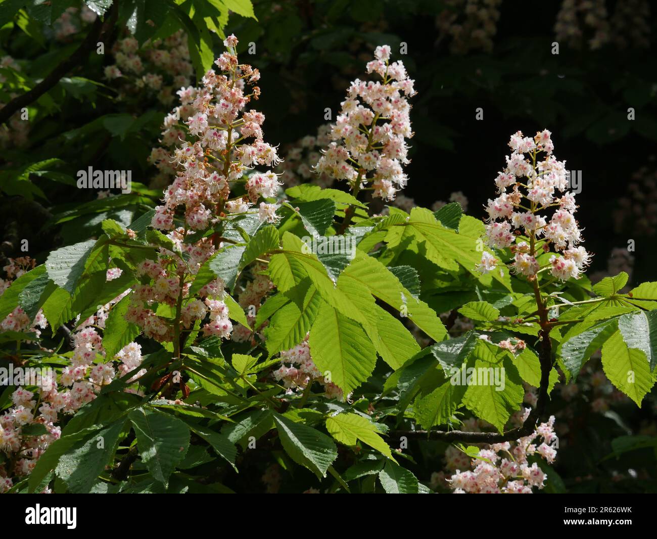 Aesculus hippocastanum (horse cestnut) in Cetinje, Montenegro Stock ...