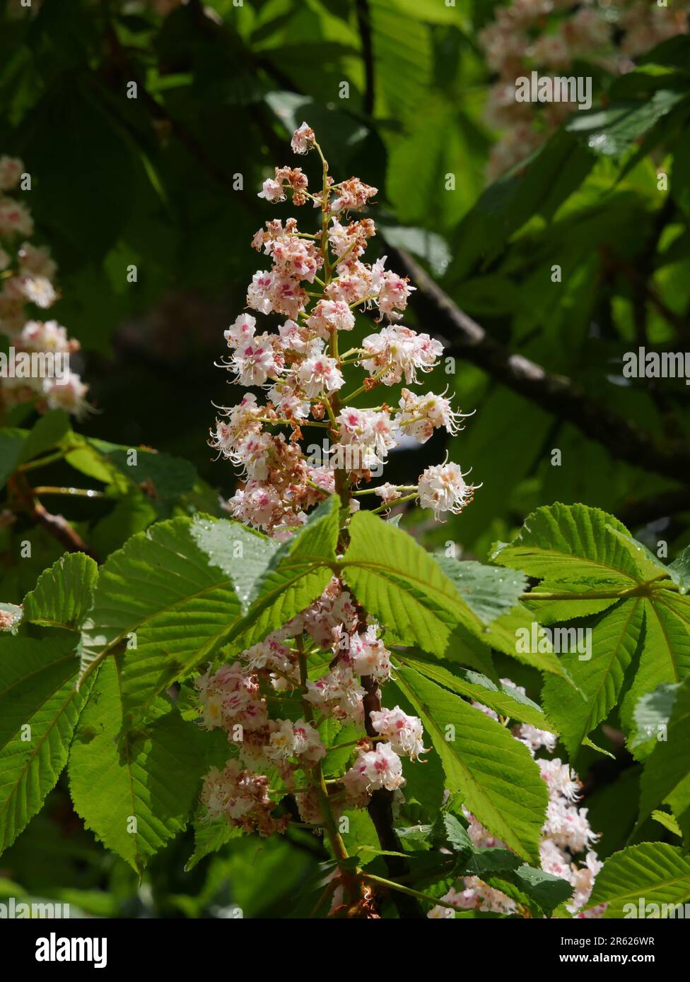 Aesculus hippocastanum (horse cestnut) in Cetinje, Montenegro Stock ...