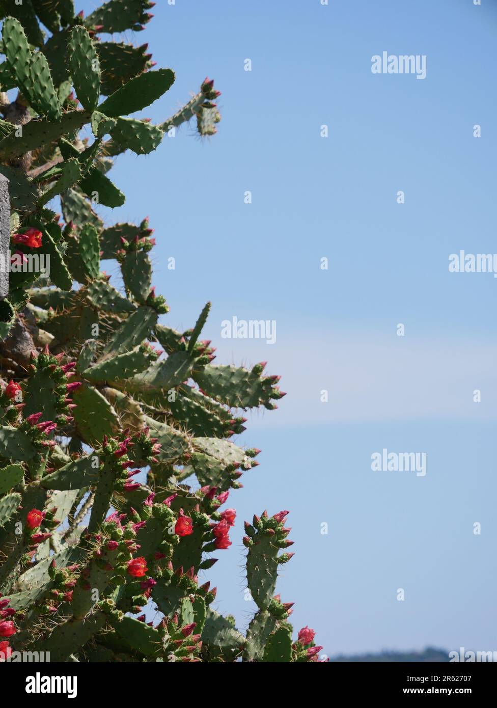 Ficus indica flowering in Herceg Novi, Montenegro Stock Photo - Alamy