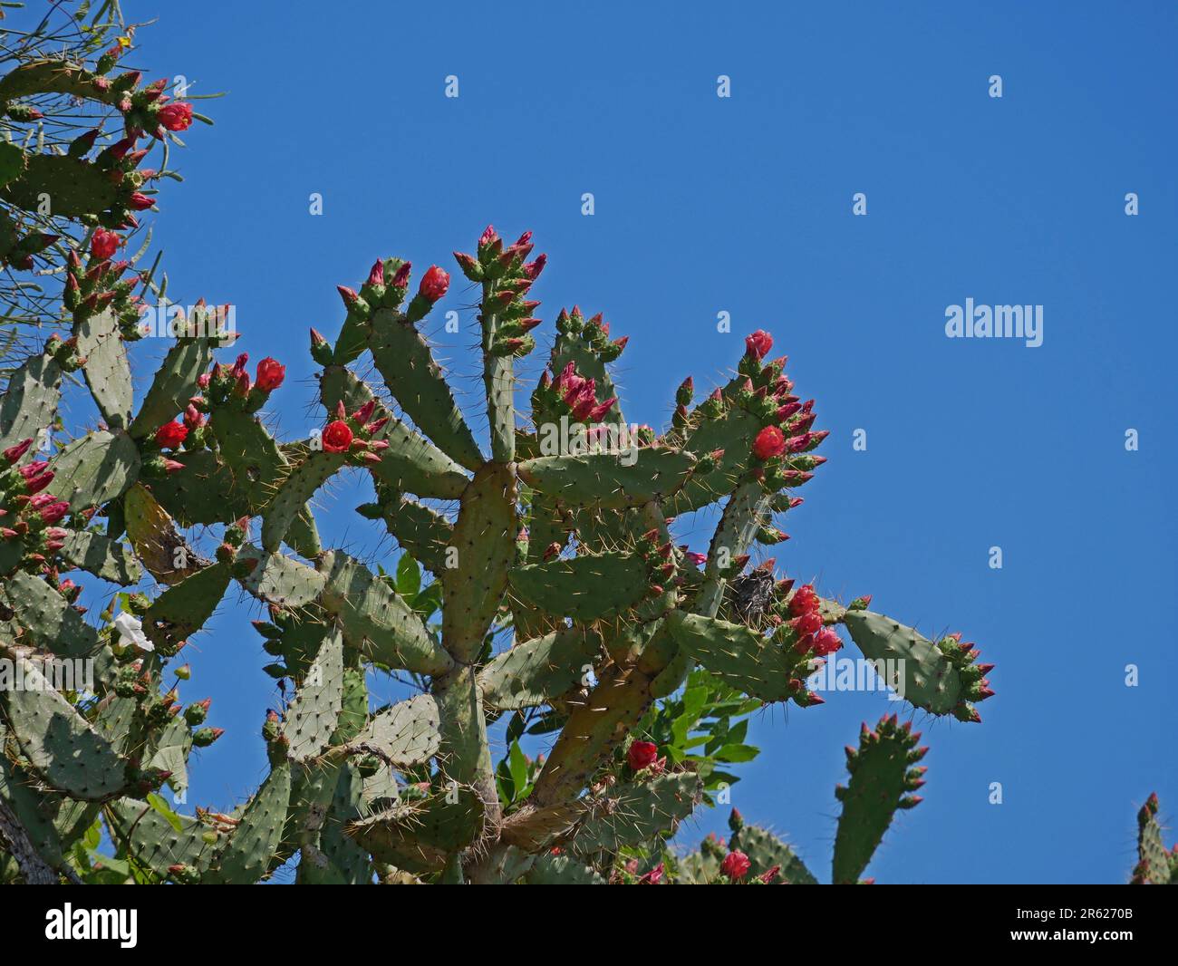 Ficus indica flowering in Herceg Novi, Montenegro Stock Photo - Alamy