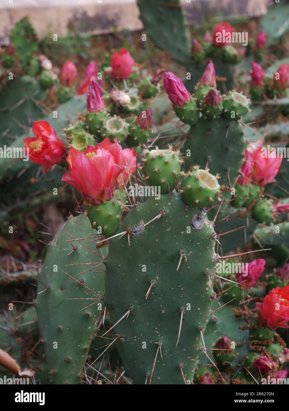 Ficus indica flowering in Herceg Novi, Montenegro Stock Photo - Alamy