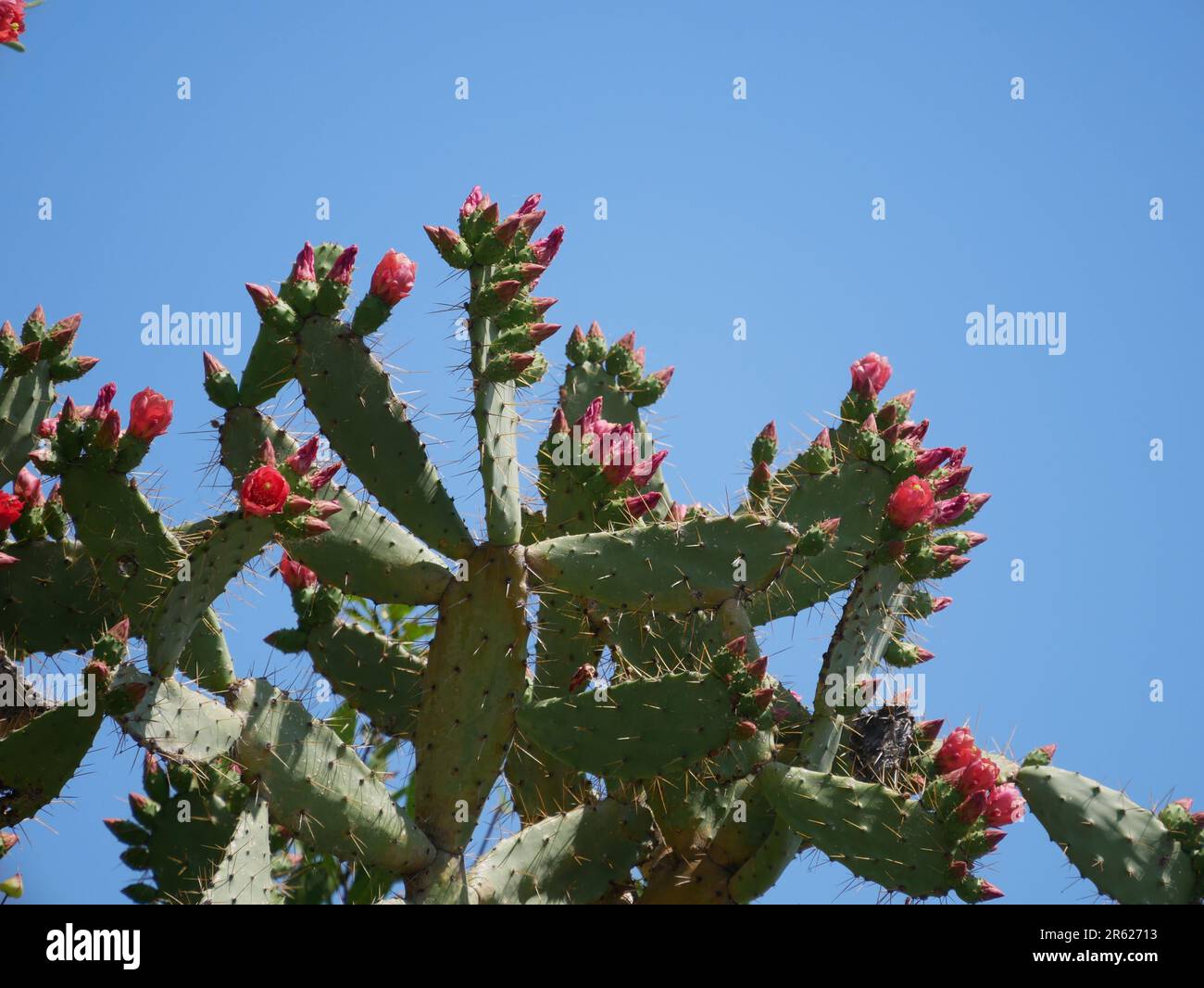 Ficus indica flowering in Herceg Novi, Montenegro Stock Photo - Alamy