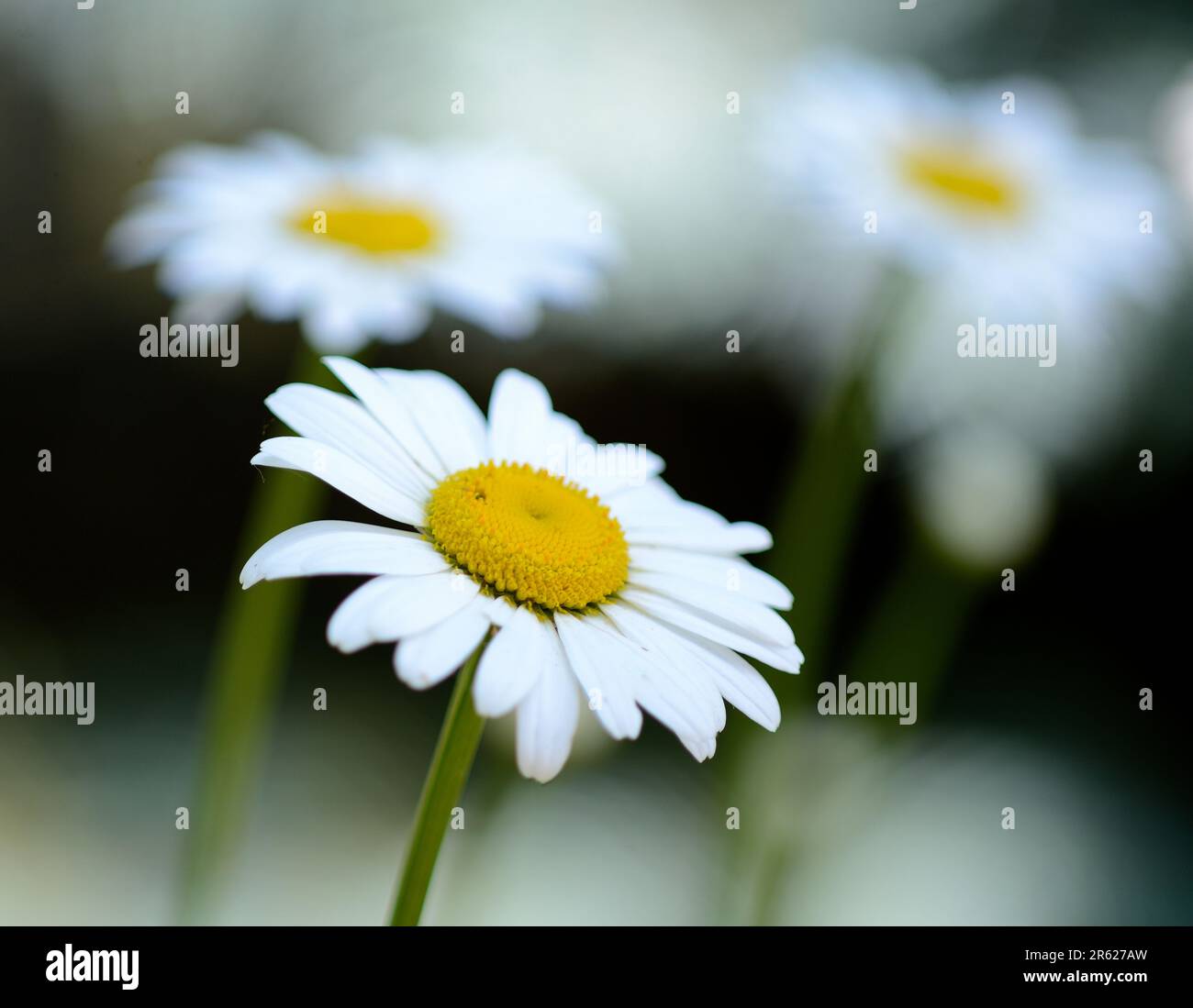 White Shasta daisy (Leucanthemum x superbum Stock Photo - Alamy