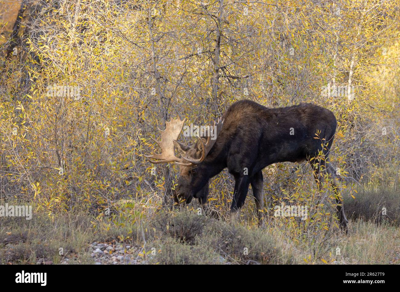 Bull Moose in Grand Teton national Park Wyoming During the Rut in ...