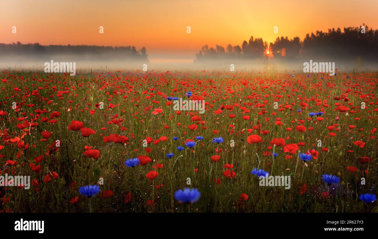 A misty sunrise on a poppy field, Denmark Stock Photo - Alamy