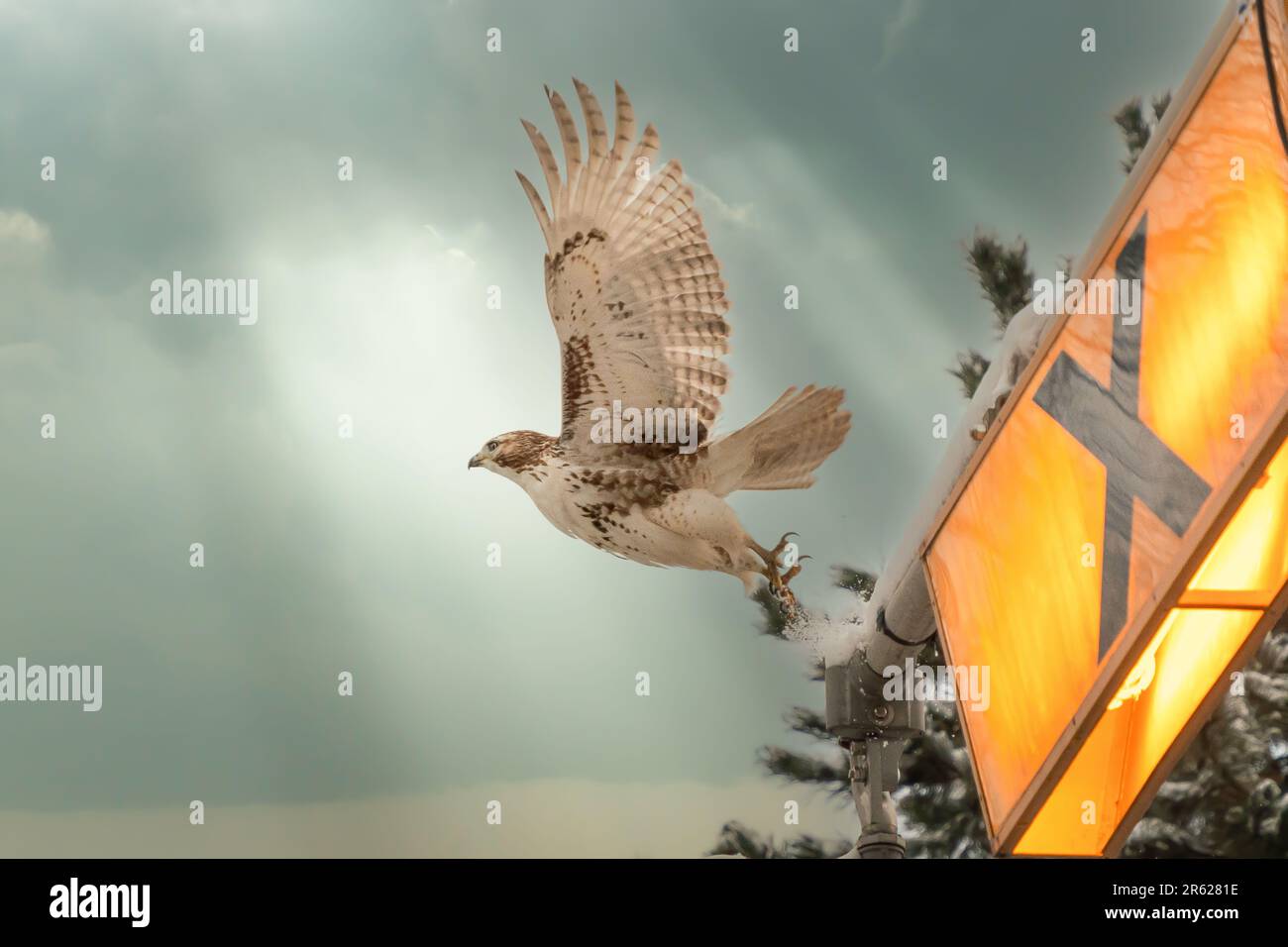'Cross-Hawk:' A red-tailed hawk surveys its surroundings as it flies ...