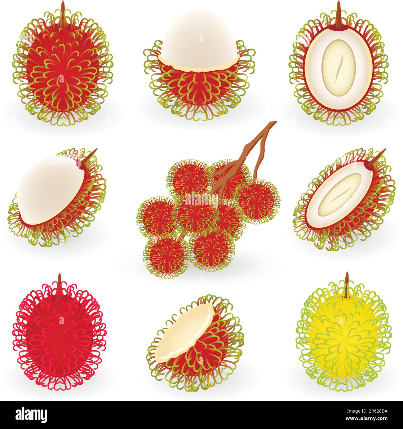 Vector illustration of rambutan fruit Stock Vector Image & Art - Alamy