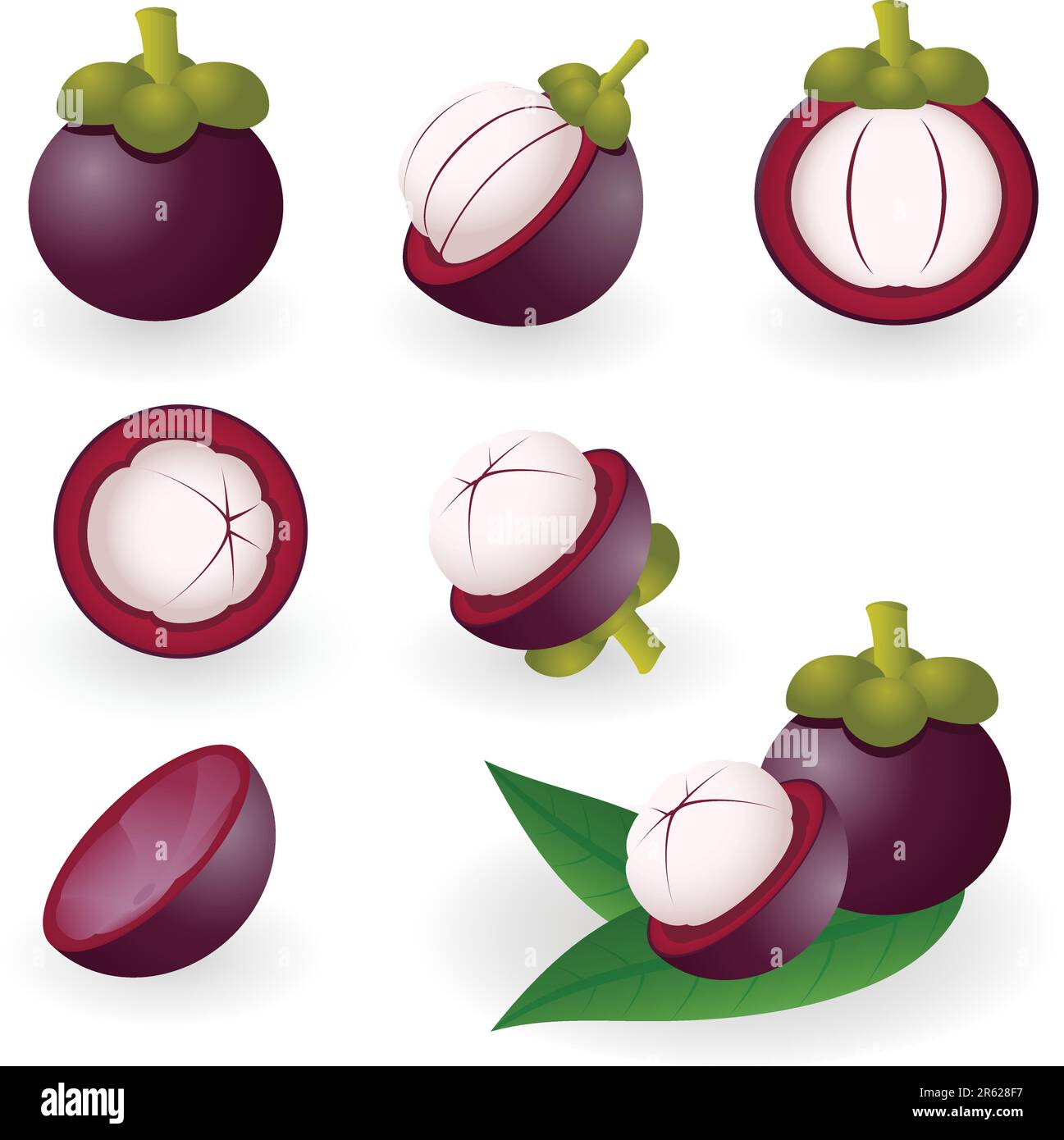 Mangosteen fresh tropical fruit Stock Vector Images - Alamy