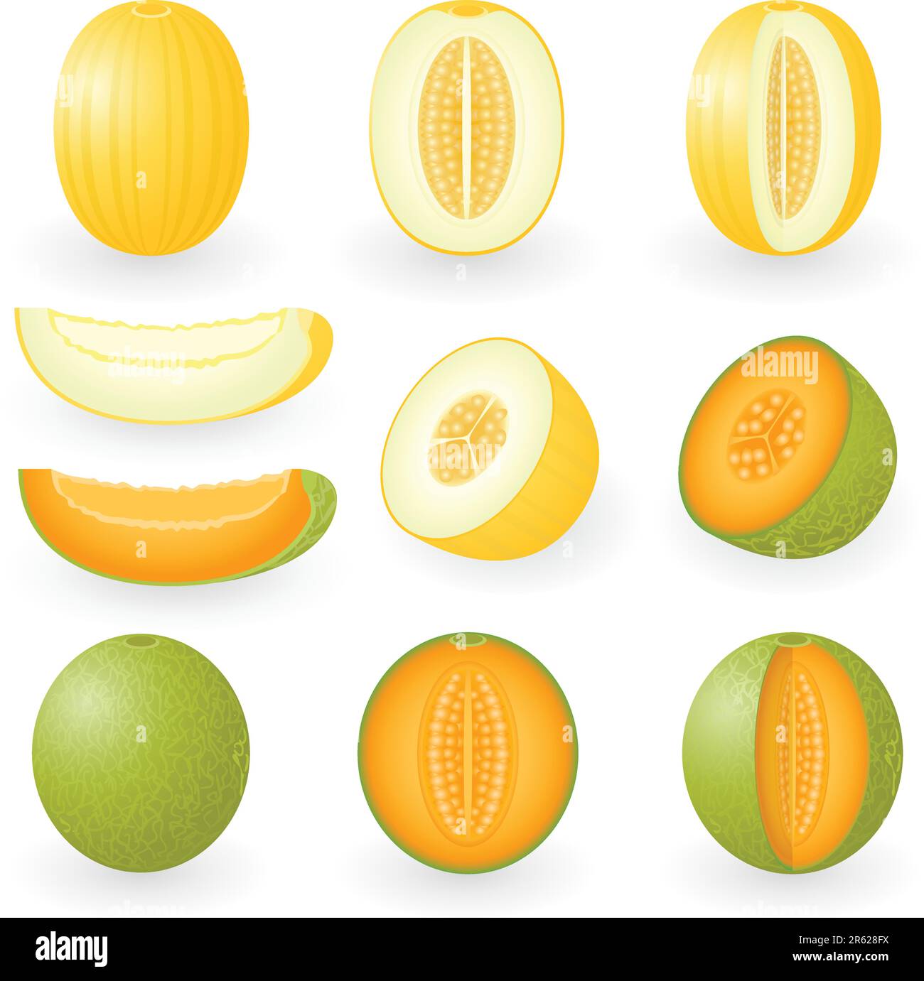 Vector illustration of melons Stock Vector Image & Art - Alamy
