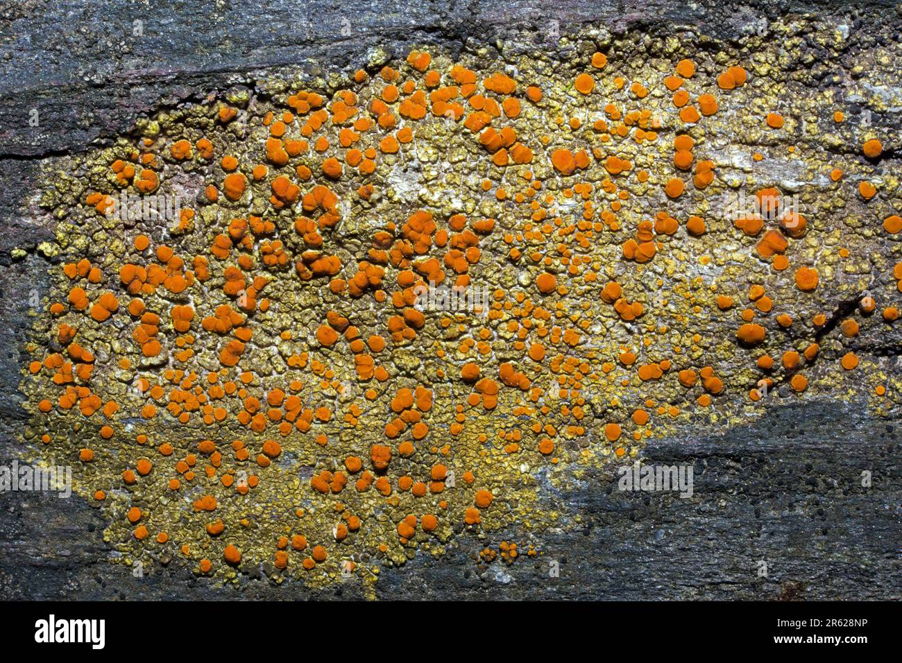 Substrates hi-res stock photography and images - Alamy