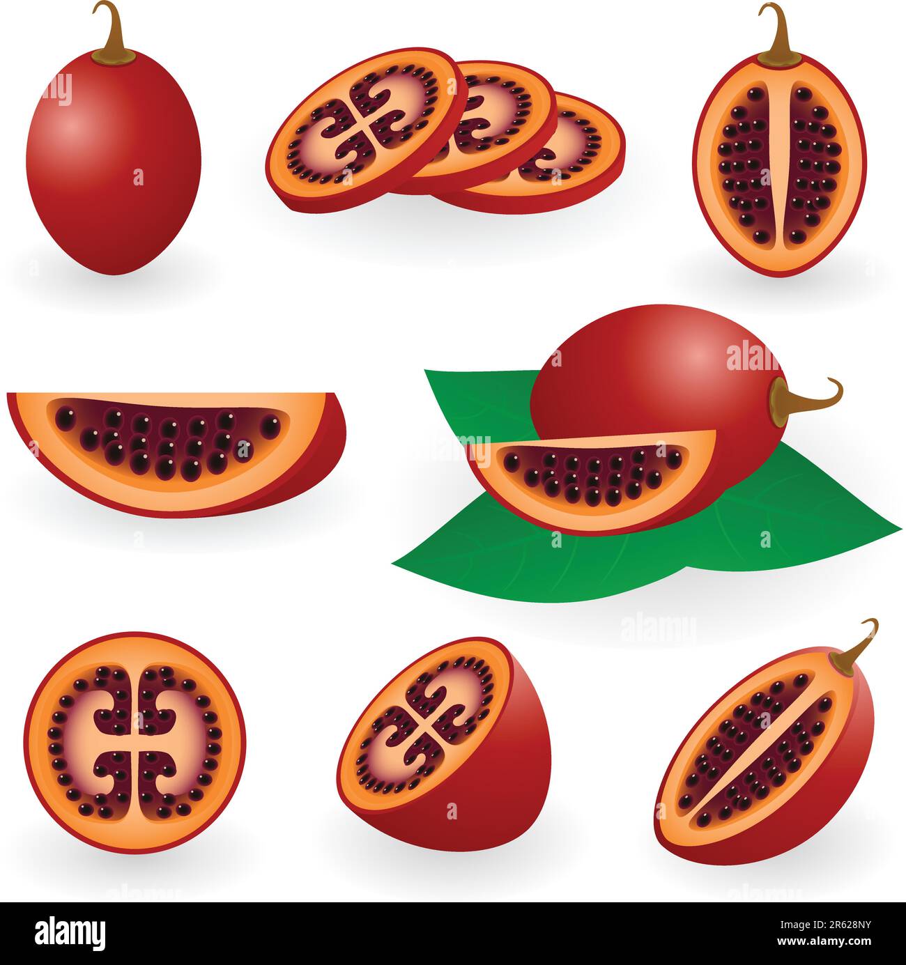 Vector illustration of tamarillo fruit or tree tomato Stock Vector ...