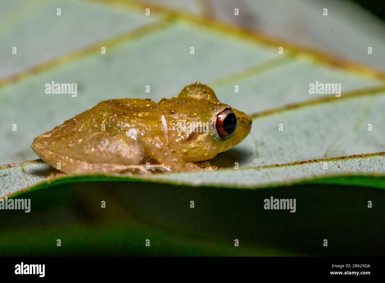 Rio frog hi-res stock photography and images - Alamy
