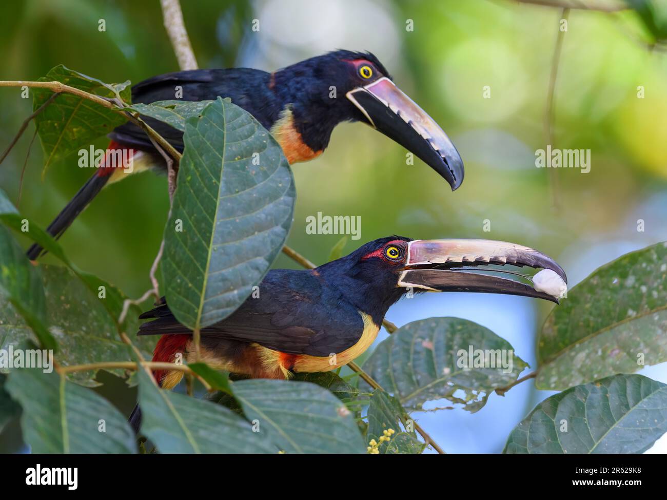 Pair of collared aracari (Pteroglossus torquatus) feeding on fruits ...