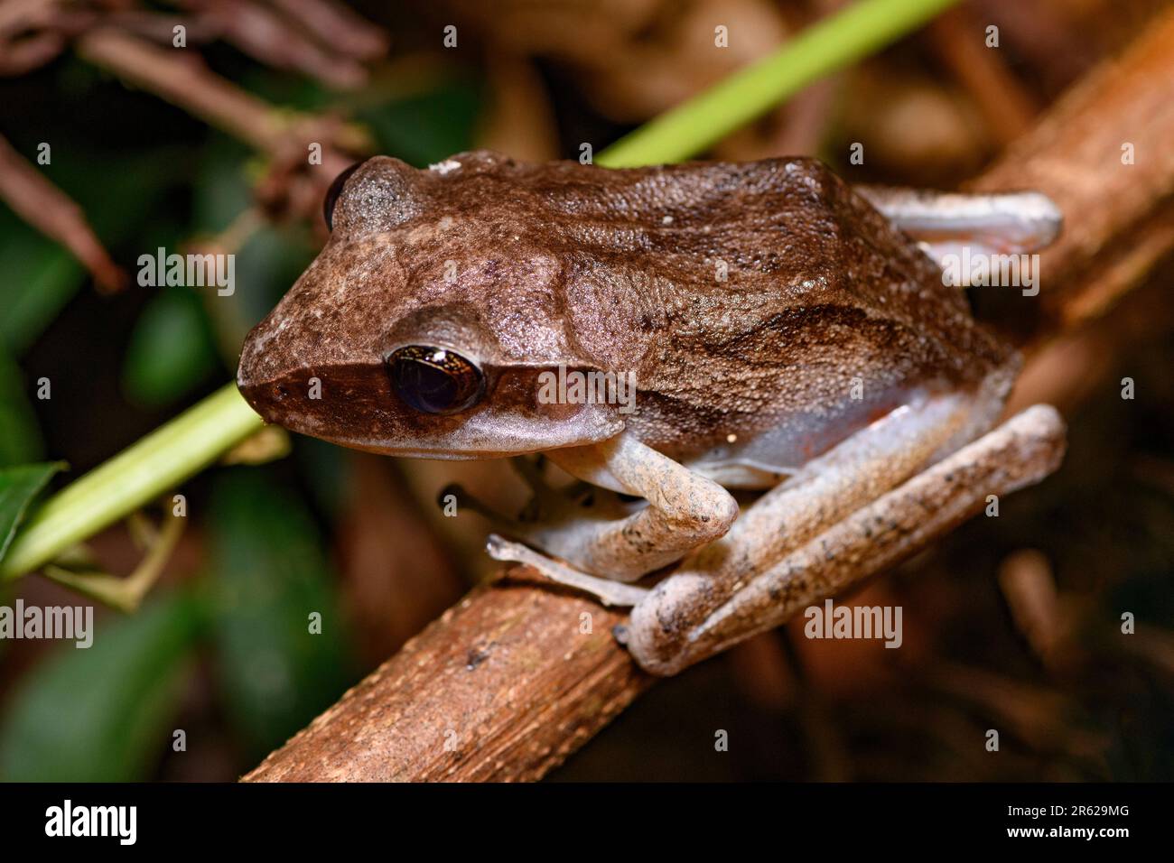 Nobles masked litter frog hi-res stock photography and images - Alamy
