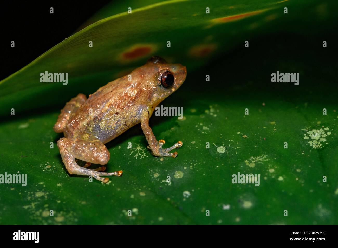 Diastema hi-res stock photography and images - Alamy