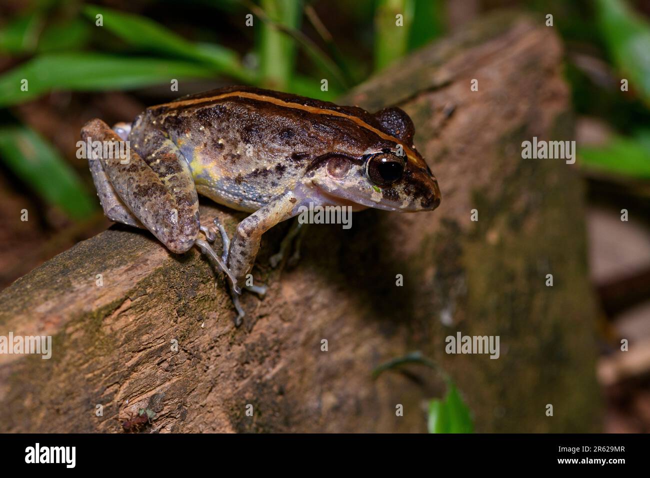 Common rain frog (Craugastor fitzingeri) from Sarapiqui, Costa Rica ...