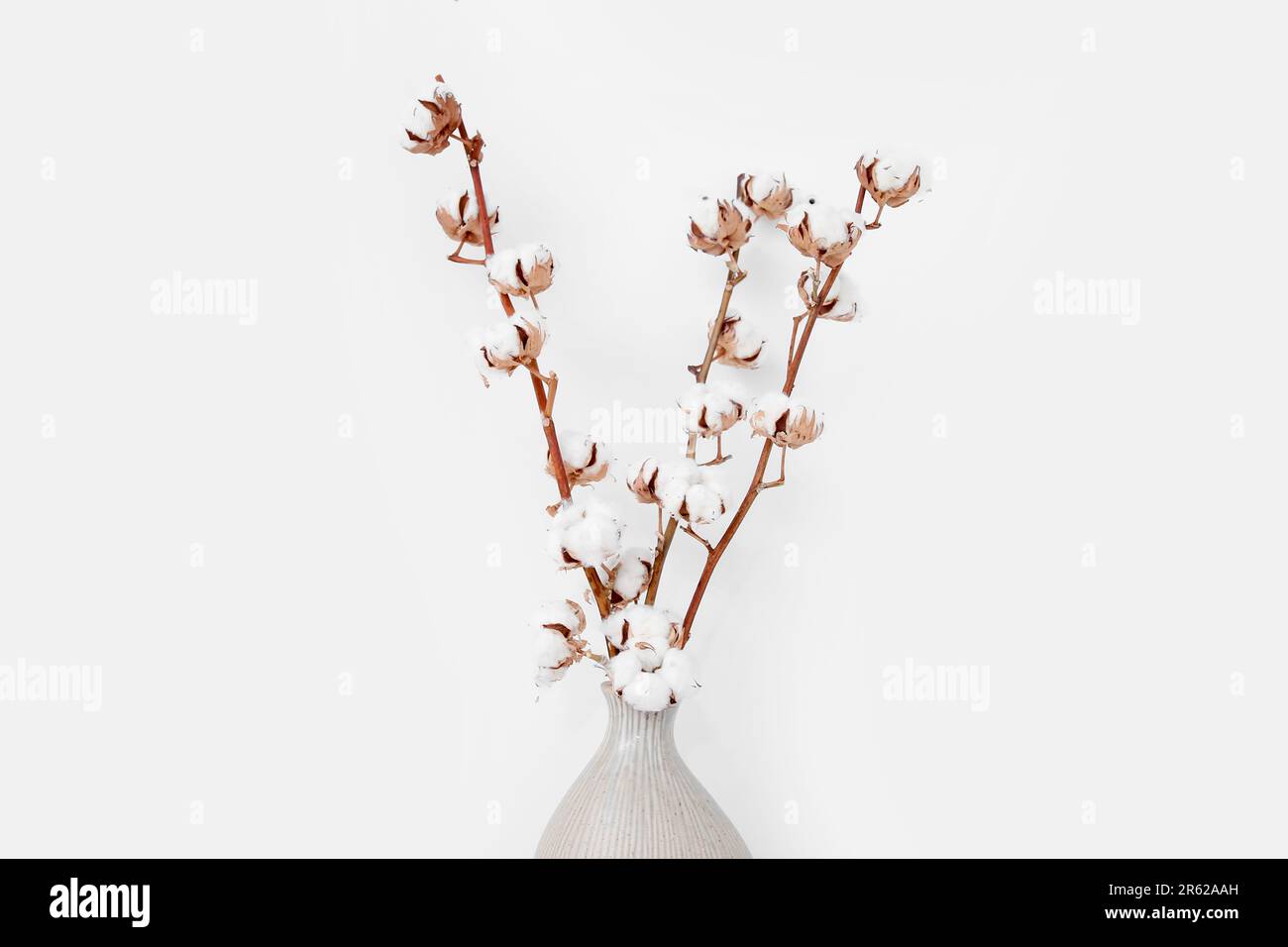 Dried plant sprigs hi-res stock photography and images - Alamy