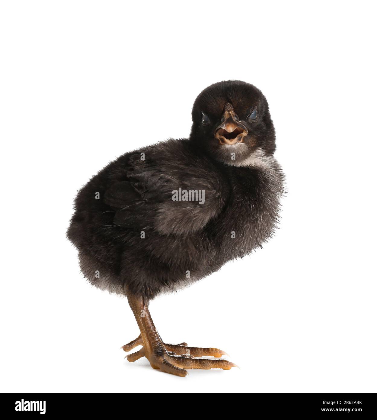 Cute little chick on white background Stock Photo - Alamy