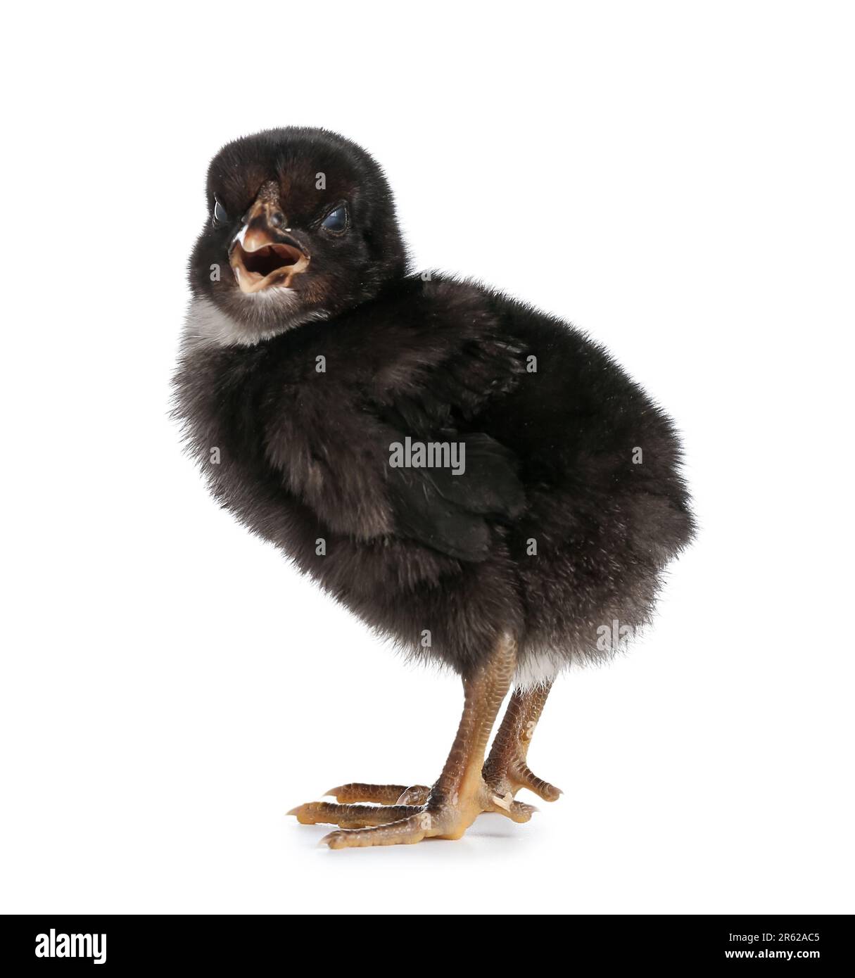 Cute little chick on white background Stock Photo - Alamy