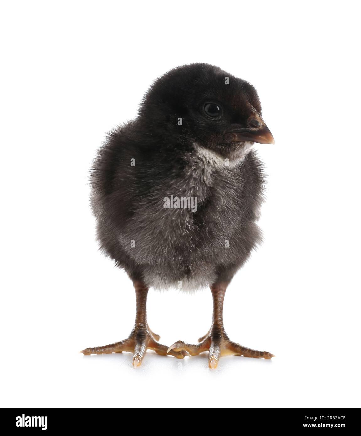 Cute little chick on white background Stock Photo - Alamy