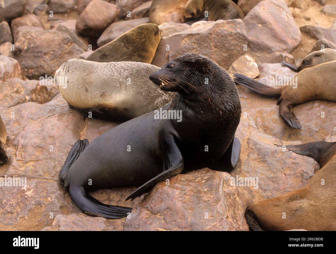 Brown fur seal (Arctocephalus pusillus), also known as the Cape fur ...