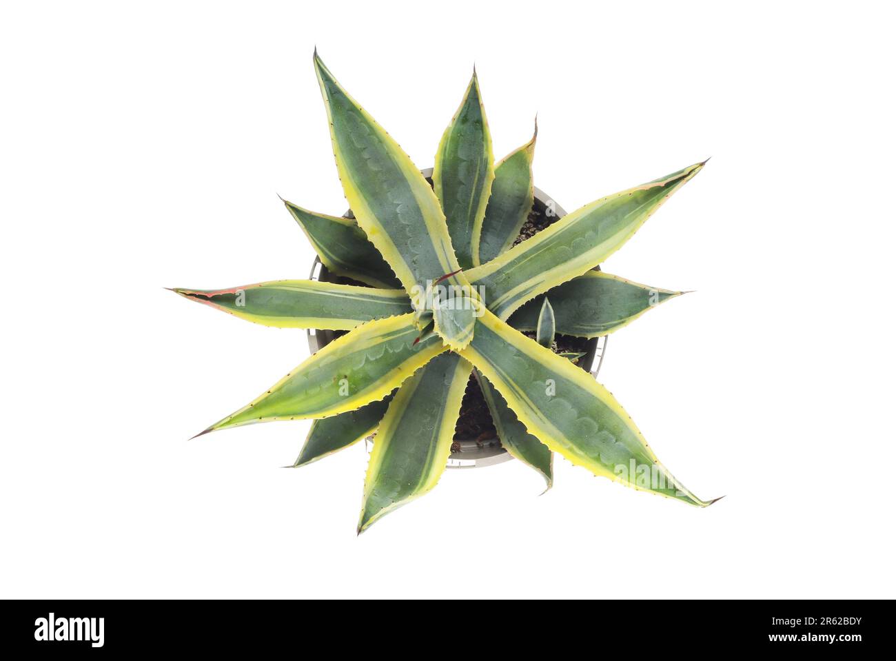 Top view of an agave americana plant Stock Photo - Alamy