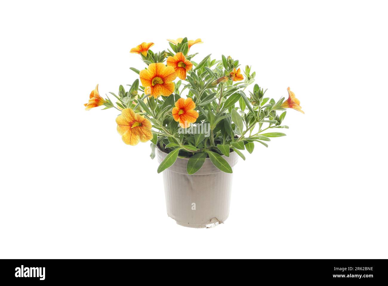 Orange flowered calibrachoa plant in a pot isolated against white Stock ...
