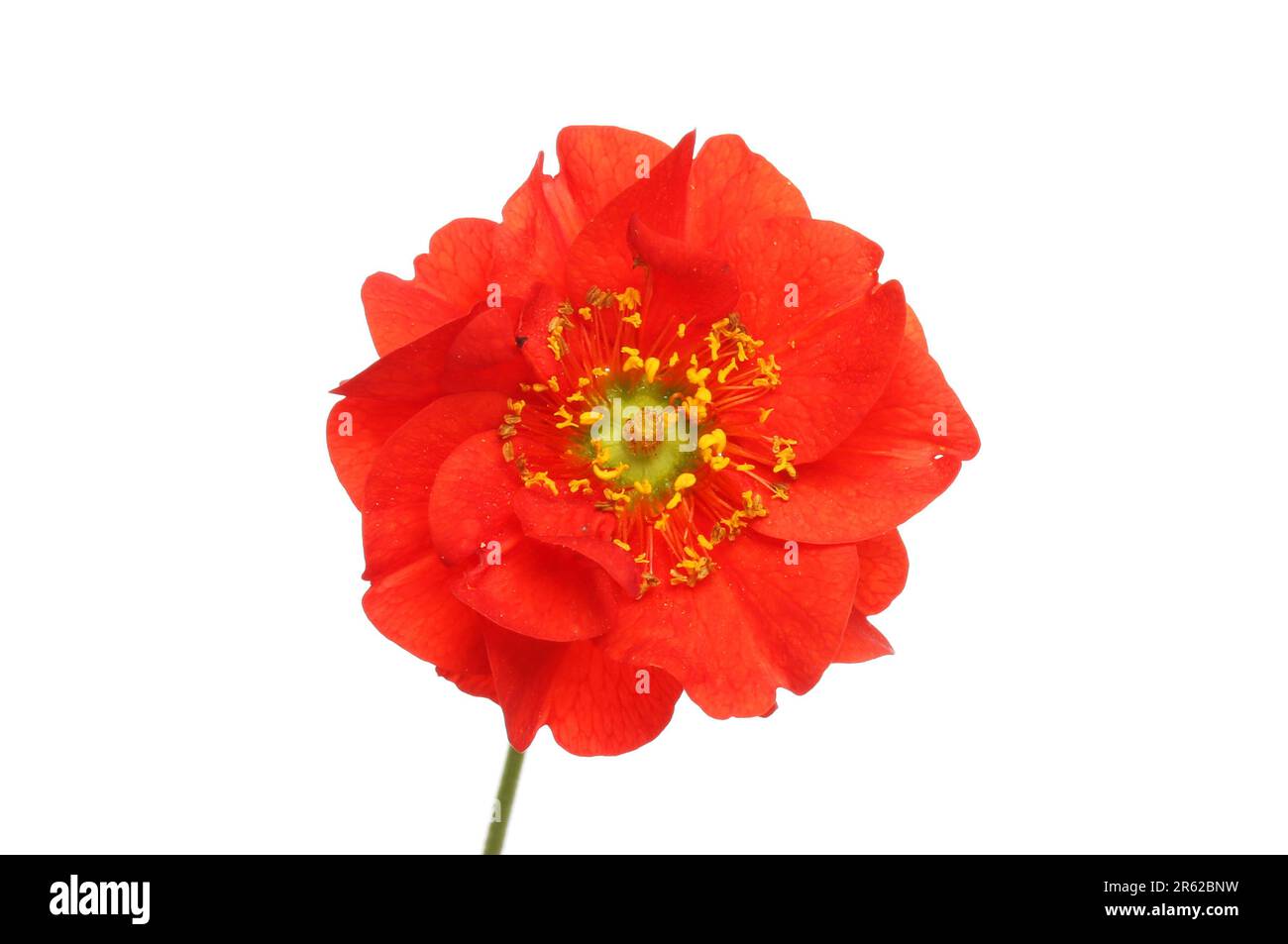 Geum flower hi-res stock photography and images - Alamy