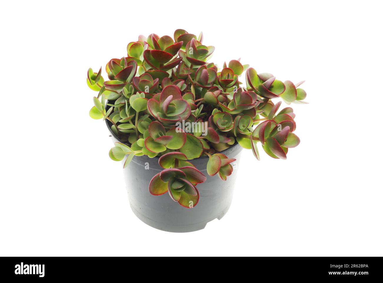 Sedum plant in a pot isolated against white Stock Photo - Alamy