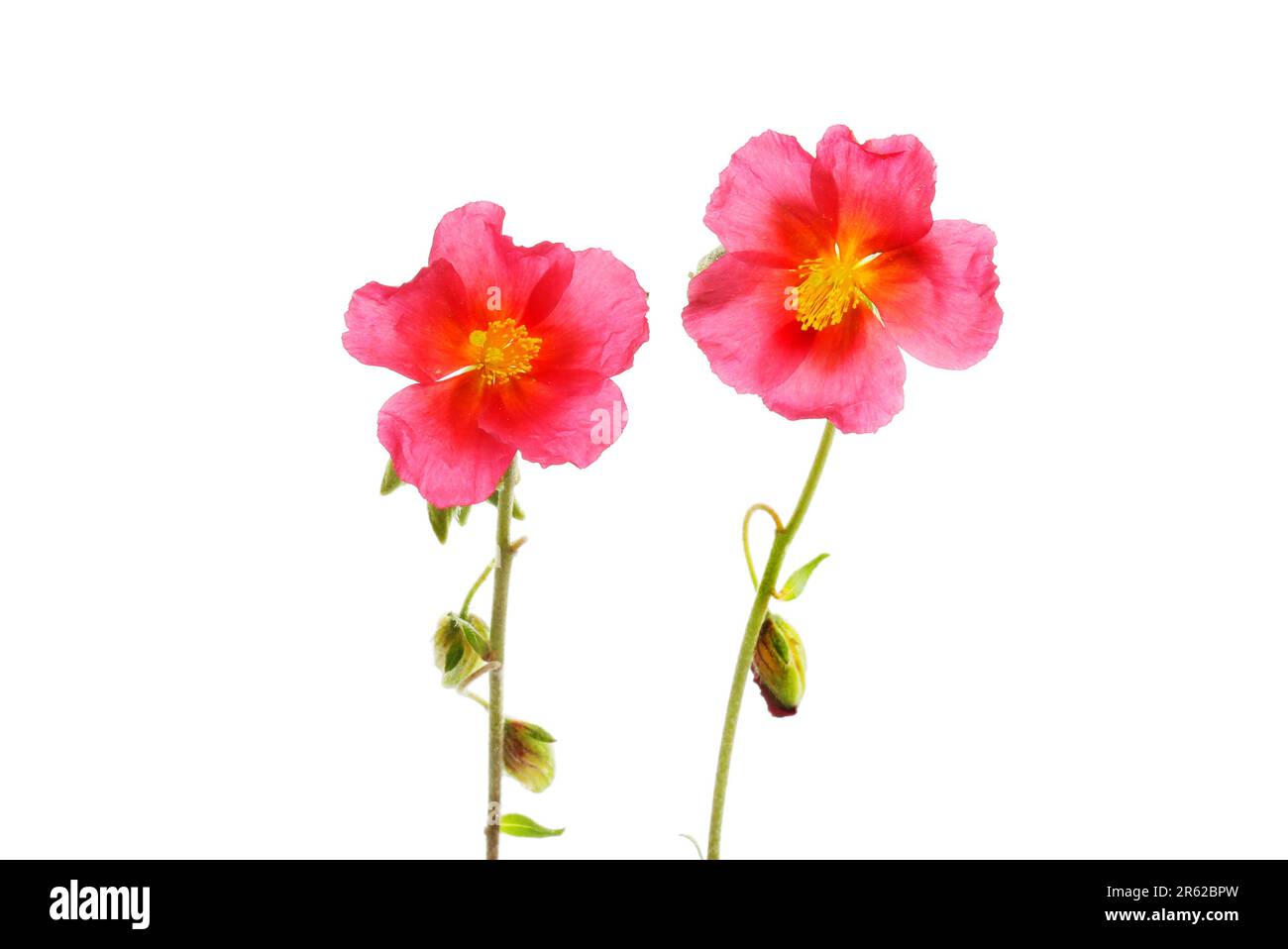 Two common rock rose flowers isolated against white Stock Photo - Alamy