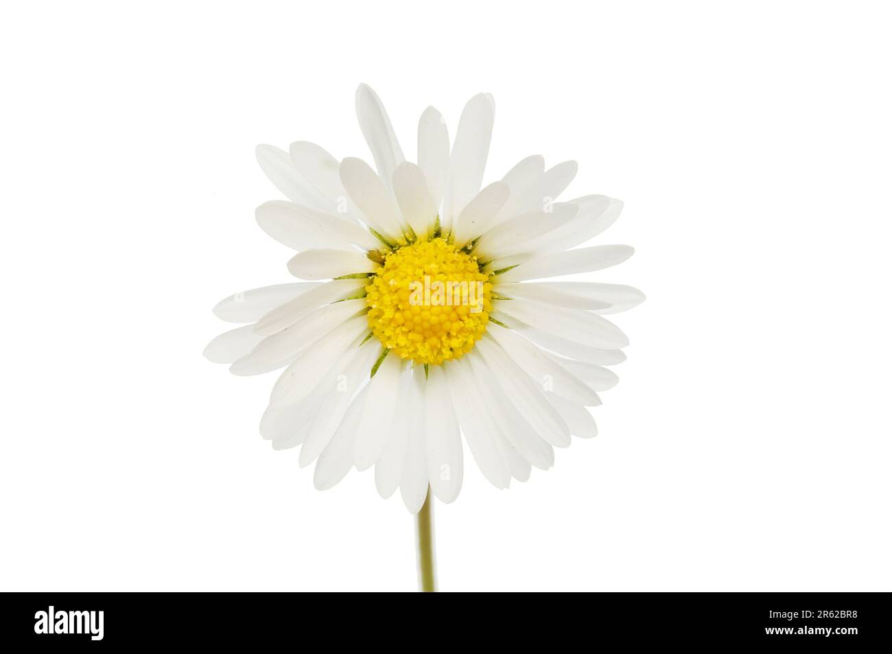 Single white daisy flower isolated against white Stock Photo - Alamy