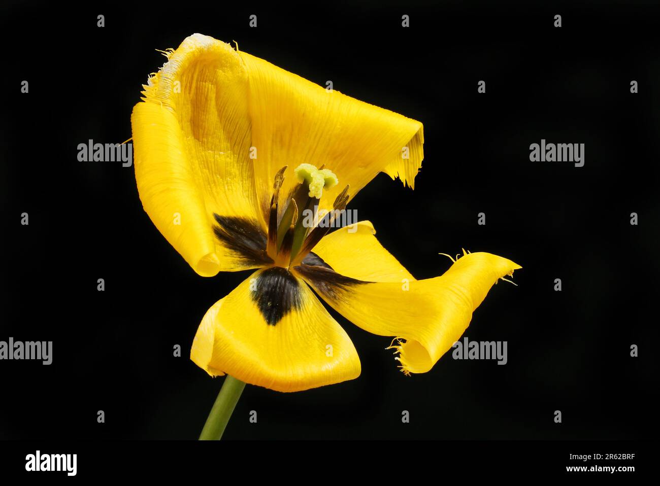Wilting yellow tuip isolated against a black background Stock Photo - Alamy