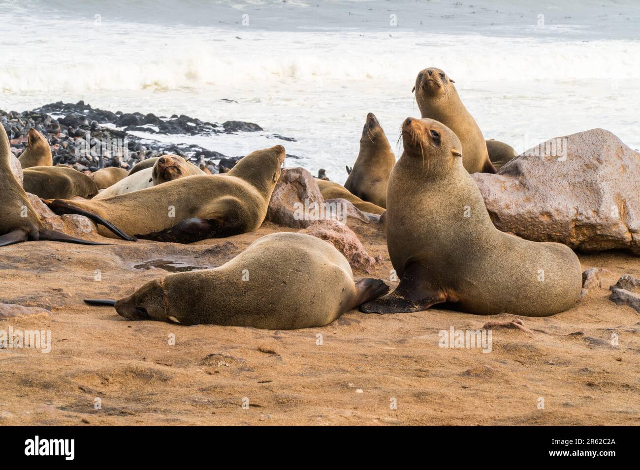 Brown fur seal (Arctocephalus pusillus), also known as the Cape fur ...