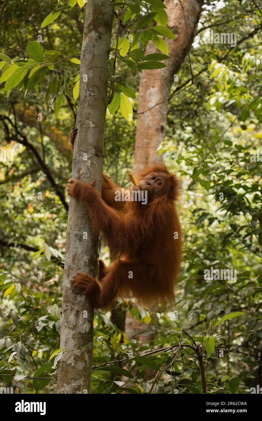 Sumatran rainforest people hi-res stock photography and images - Alamy