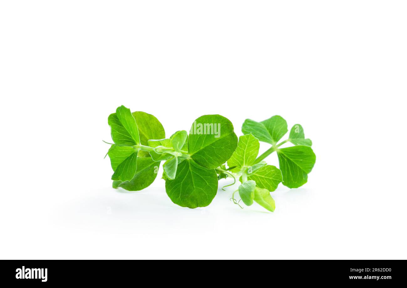 Baby pea sprout isolated on white background Stock Photo - Alamy
