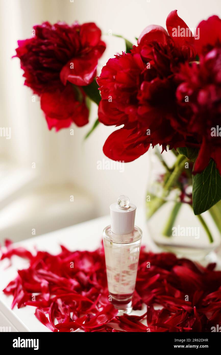 Perfumed red pink tea rose hi-res stock photography and images - Alamy