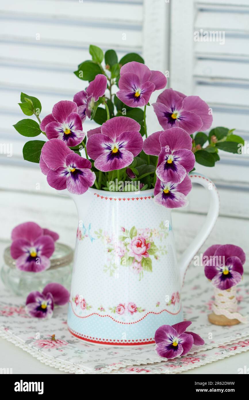 bouquet of pink viola flowers in porcelain milk can Stock Photo - Alamy