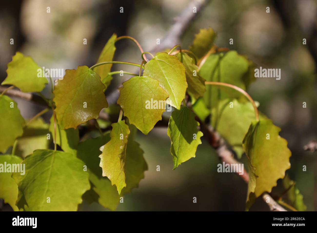 Spring branch of common aspen. Populus tremula. Close up fresh green ...