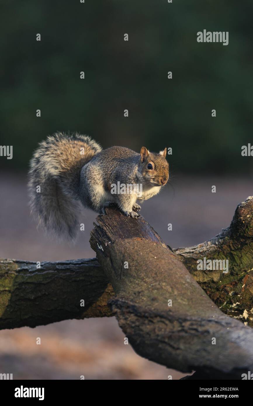 A grey and white striped squirrel stands atop a tall tree, with its ...