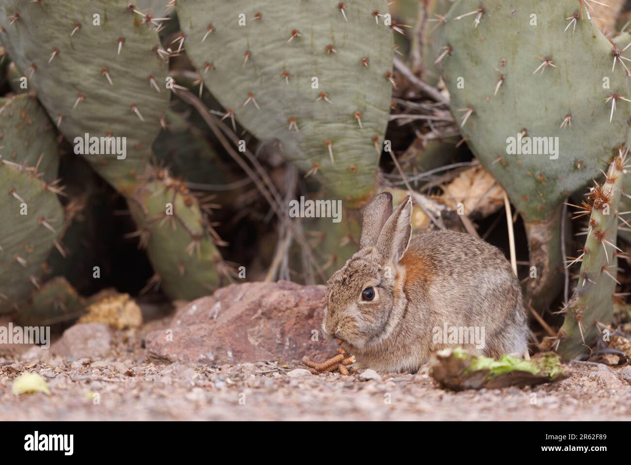 Mexico desert plants animals hi-res stock photography and images - Alamy