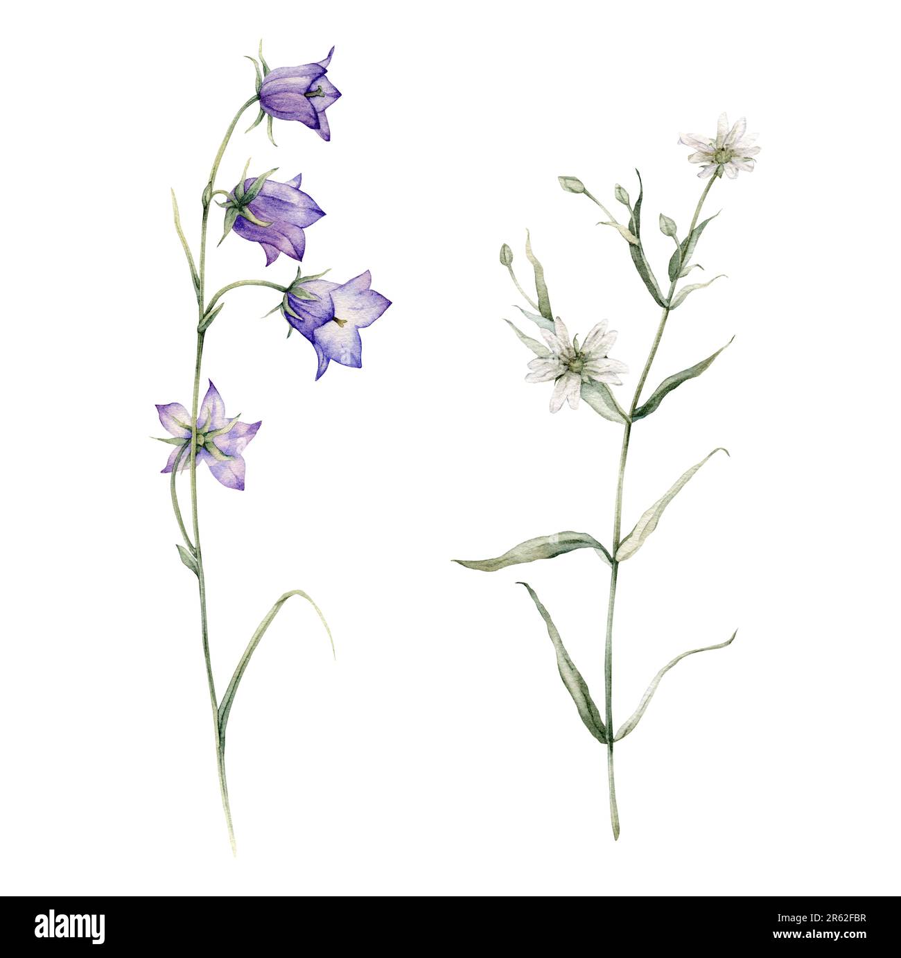Close-up of blue spreading bellflower flowers. Campanula patula, little ...